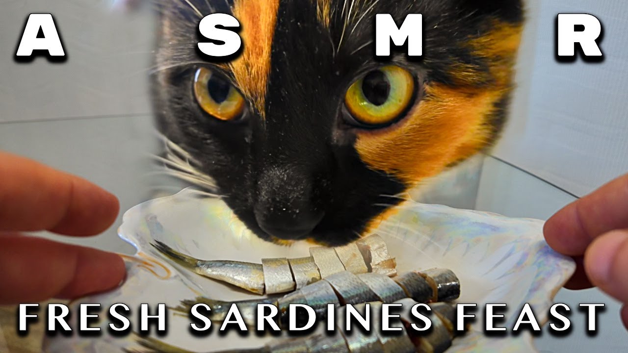 Cat Eating Fresh Sardines | Satisfying ASMR Chewing and Crunching ...