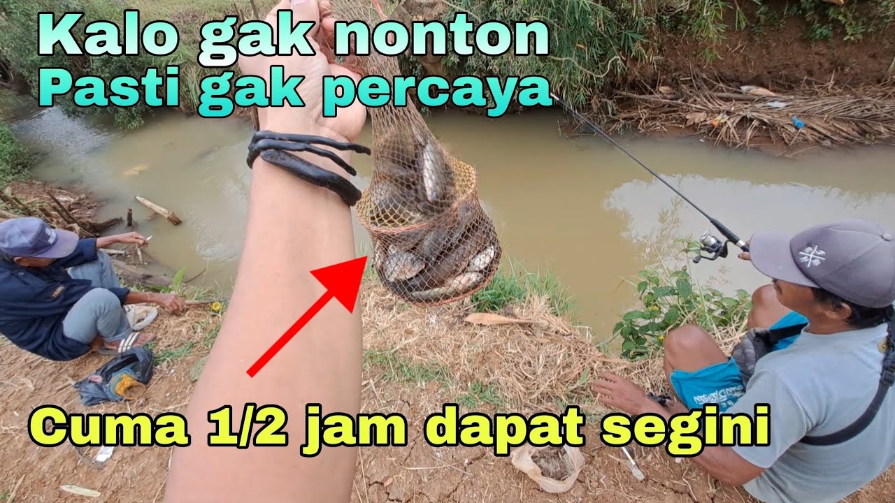 Viral!! Mancing di selokan kampung banyak ikannya - YouTube
