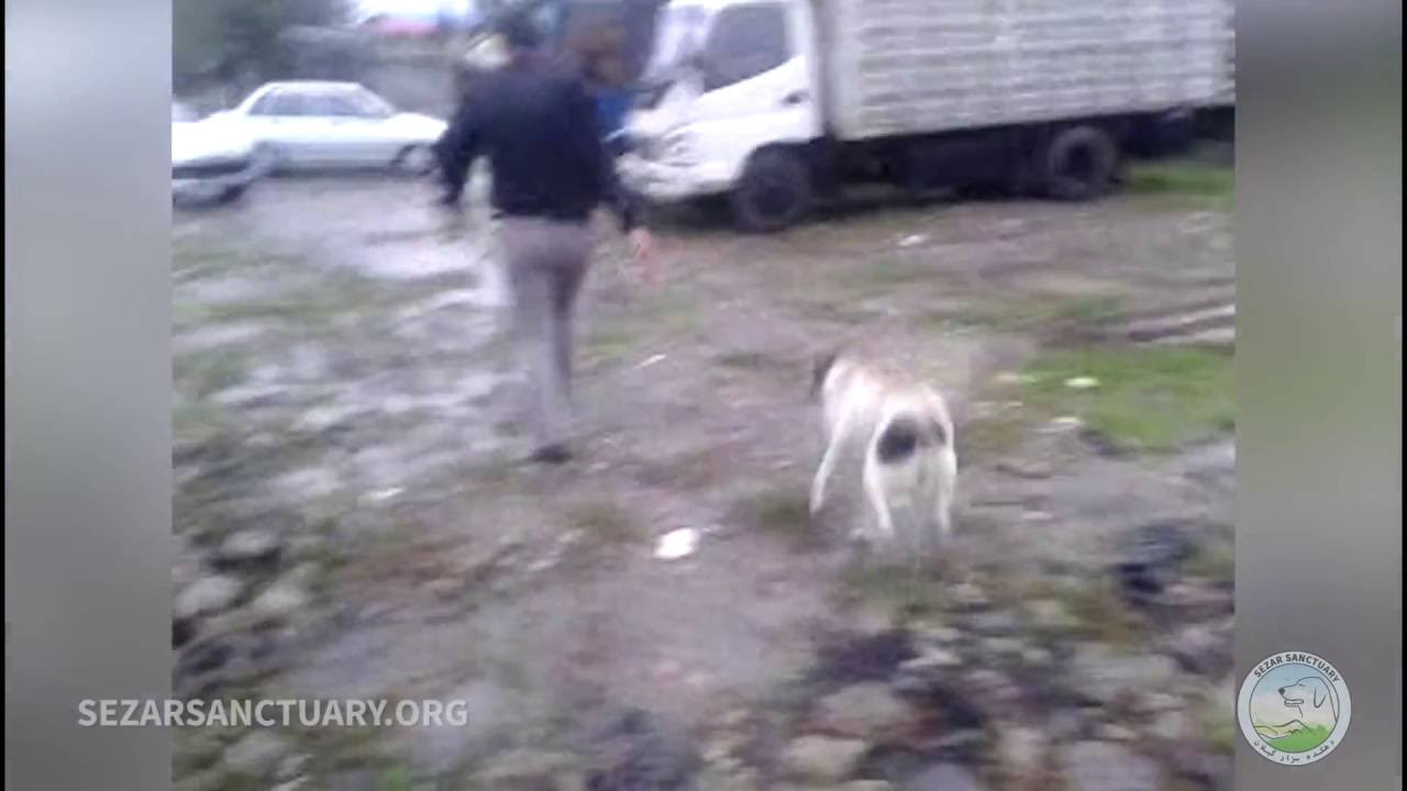 Rescuing a stray dog with broken arm - YouTube