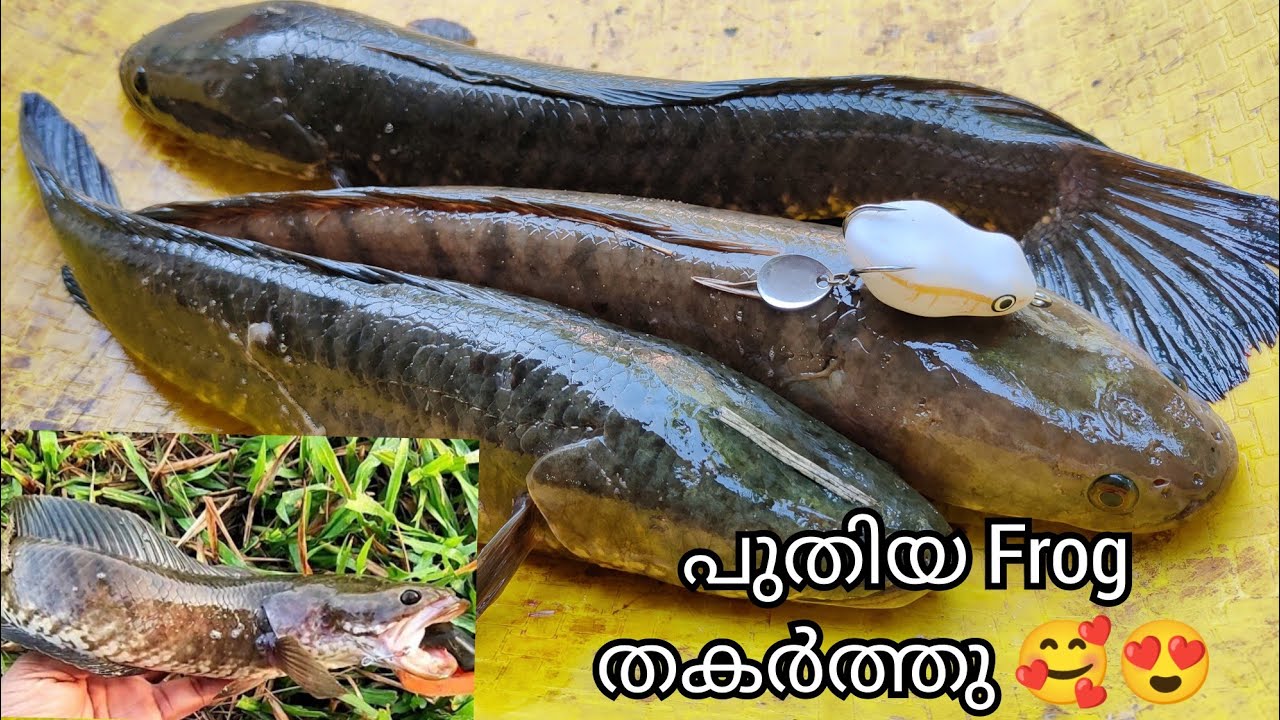 ഇവിടുന്നു കിട്ടിയതെല്ലാം ഹെവി വരാലുകൾ 🥰 Snakehead Fishing | Varal ...