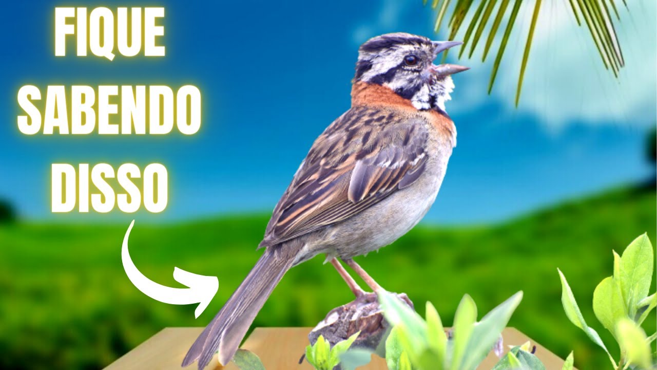 tico-tico curiosidades sobre o tico-tico curiosidades e fatos ...