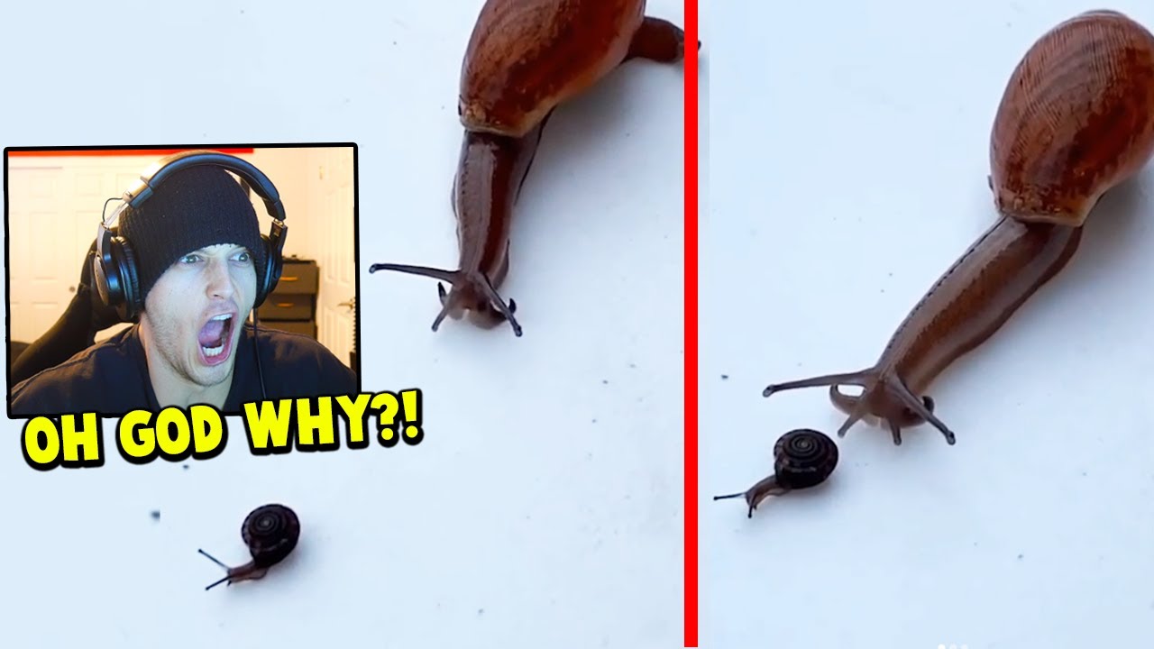 CARNIVORE INSECTS ARE TERRIFYING! (Try Not To Cringe Challenge) - YouTube