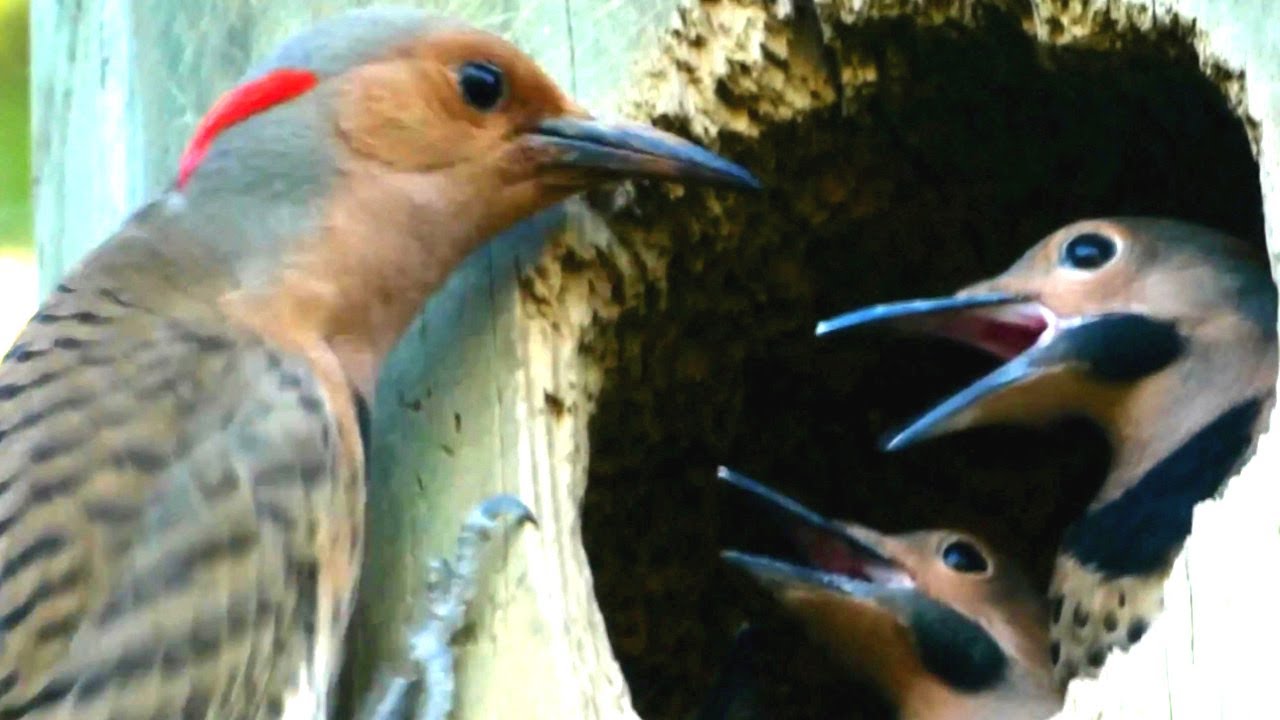 Northern flicker baby birds call loud sounds in nest & Fed by mother ...