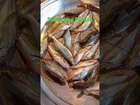 Amazing Fresh Tengra Fish Video In BD Fish Market #fish_cutting #fish # ...