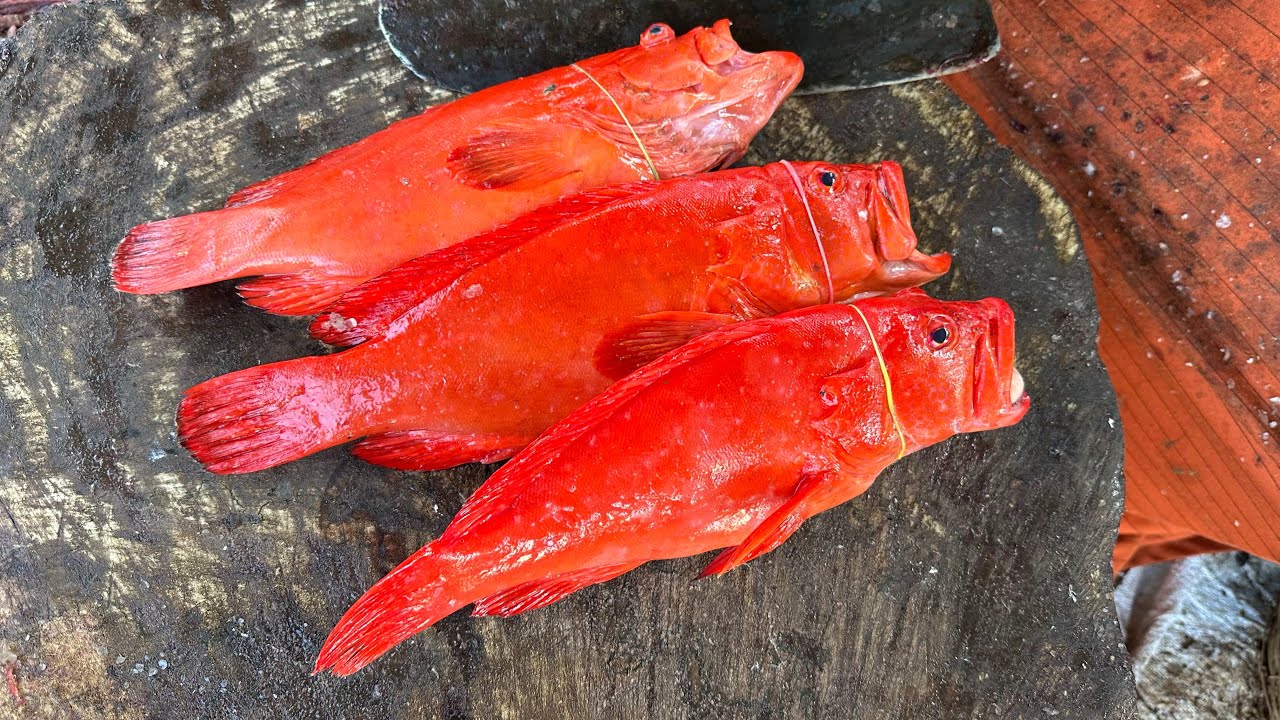 Redish Tomoto Export Fish Cutting🔥🔪Kasimedu Fish Cutting🔥KF FISH CUTS ...