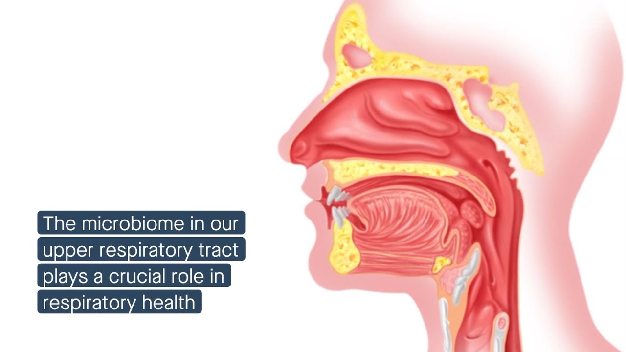 Examining influences on the adult upper respiratory tract microbiome ...