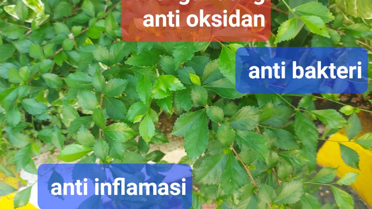 KHASIAT JITU DARI TANAMAN TEH TEHAN !! #pagarhidup #tanamanhias # ...