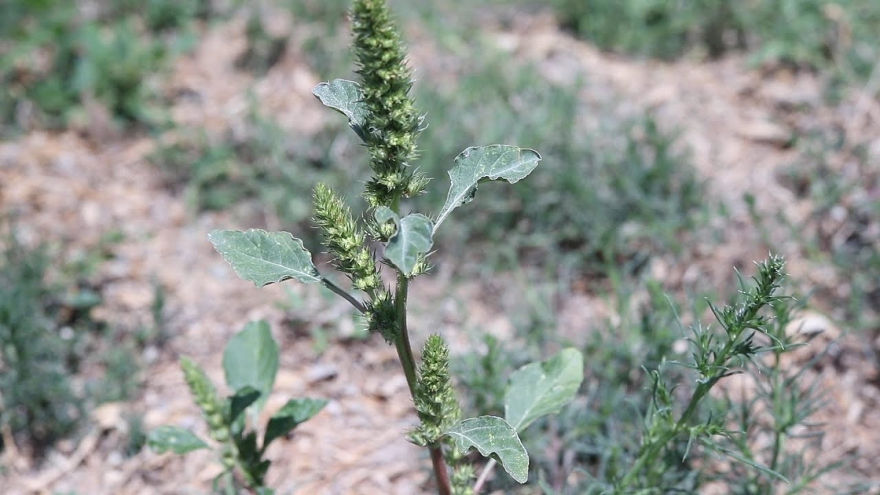 Pigweed Seed