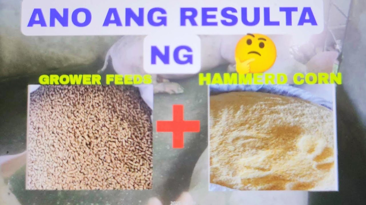 ANU RESULTA NG HAMMERED CORN MIX NG GROWER FEEDS SA BABOY🤔 - YouTube