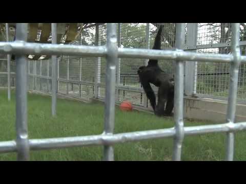 Buck the Chimpanzee - YouTube