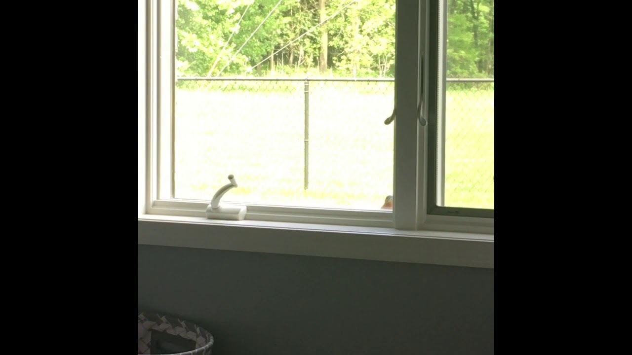 A bird smashed into my window (remix)😂! - YouTube