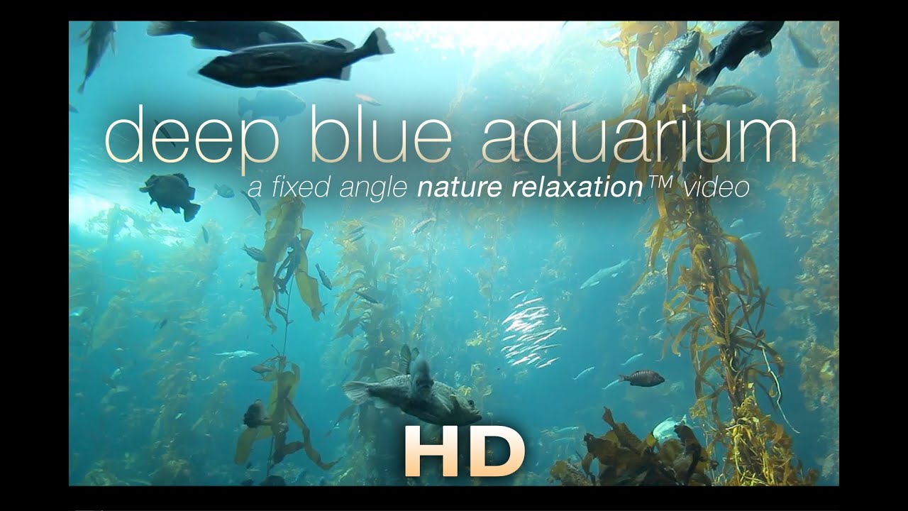 "Deep Blue Aquarium" 1 HR Static Nature Relaxation Screensaver Video ...
