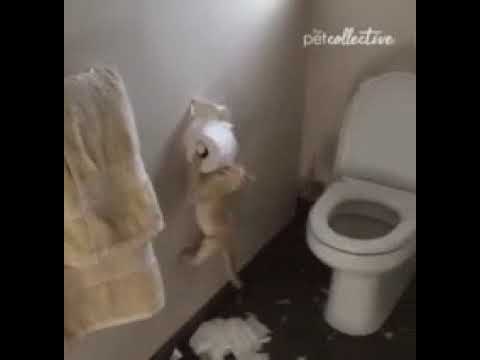 Kkk cat - YouTube