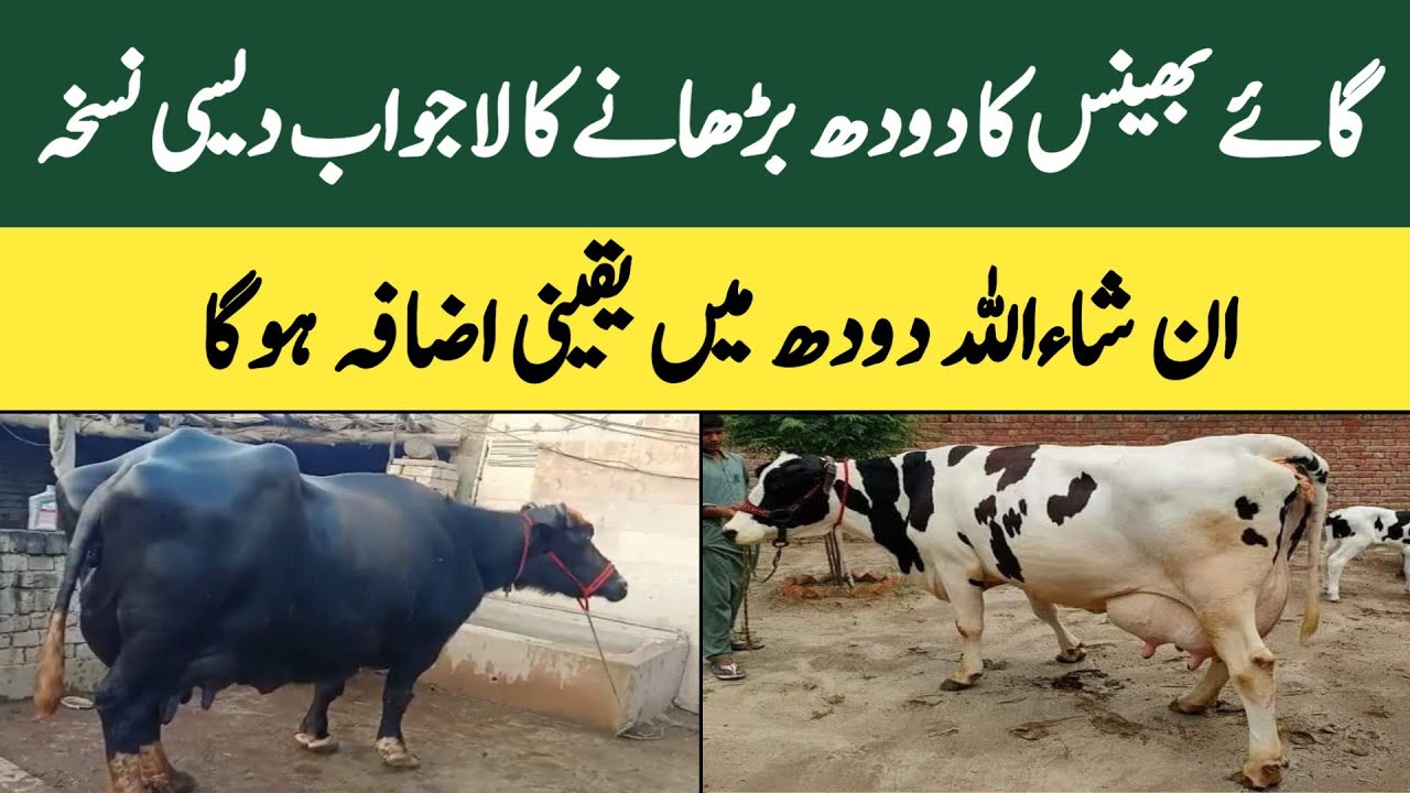 How to increase milk of Cows and Buffaloes - YouTube