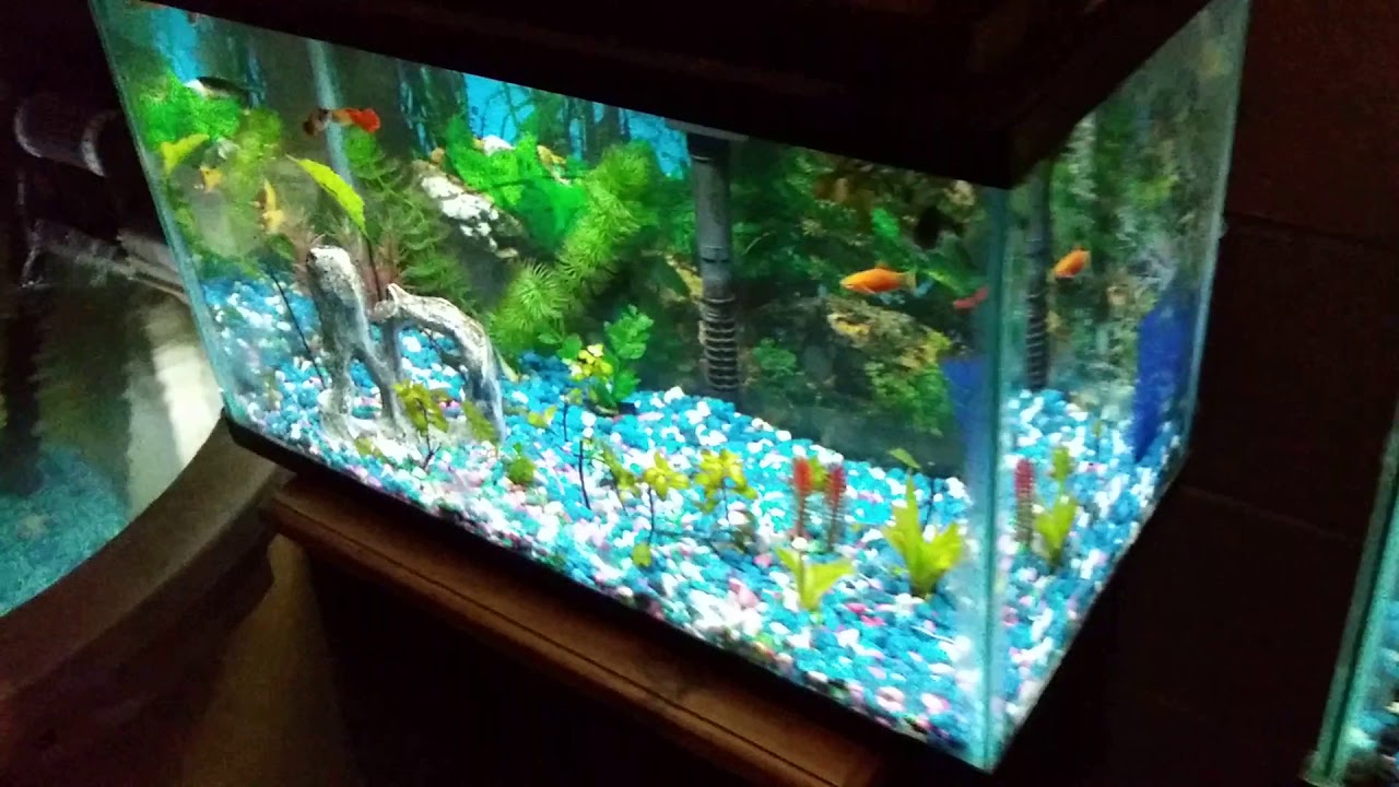 Aquariums fish room - YouTube