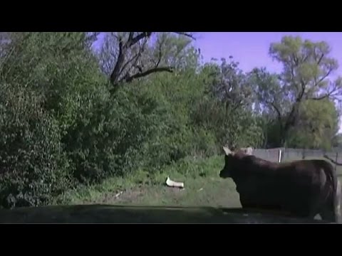 Police officer vs cow caught on dashcam - YouTube