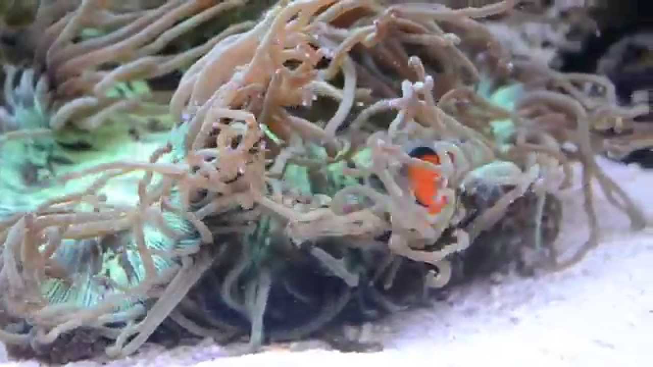 My Aqua One 300 Reef - YouTube