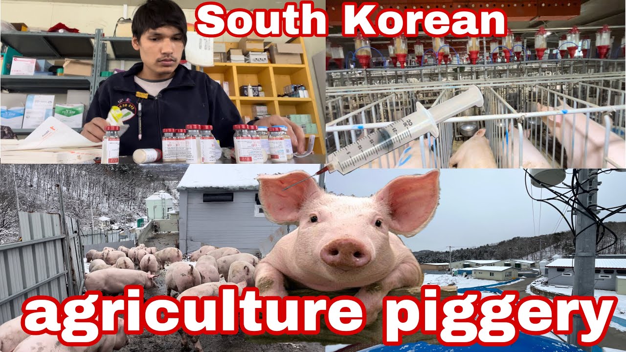 A Week Full of pig farming// full Day of pig work - YouTube