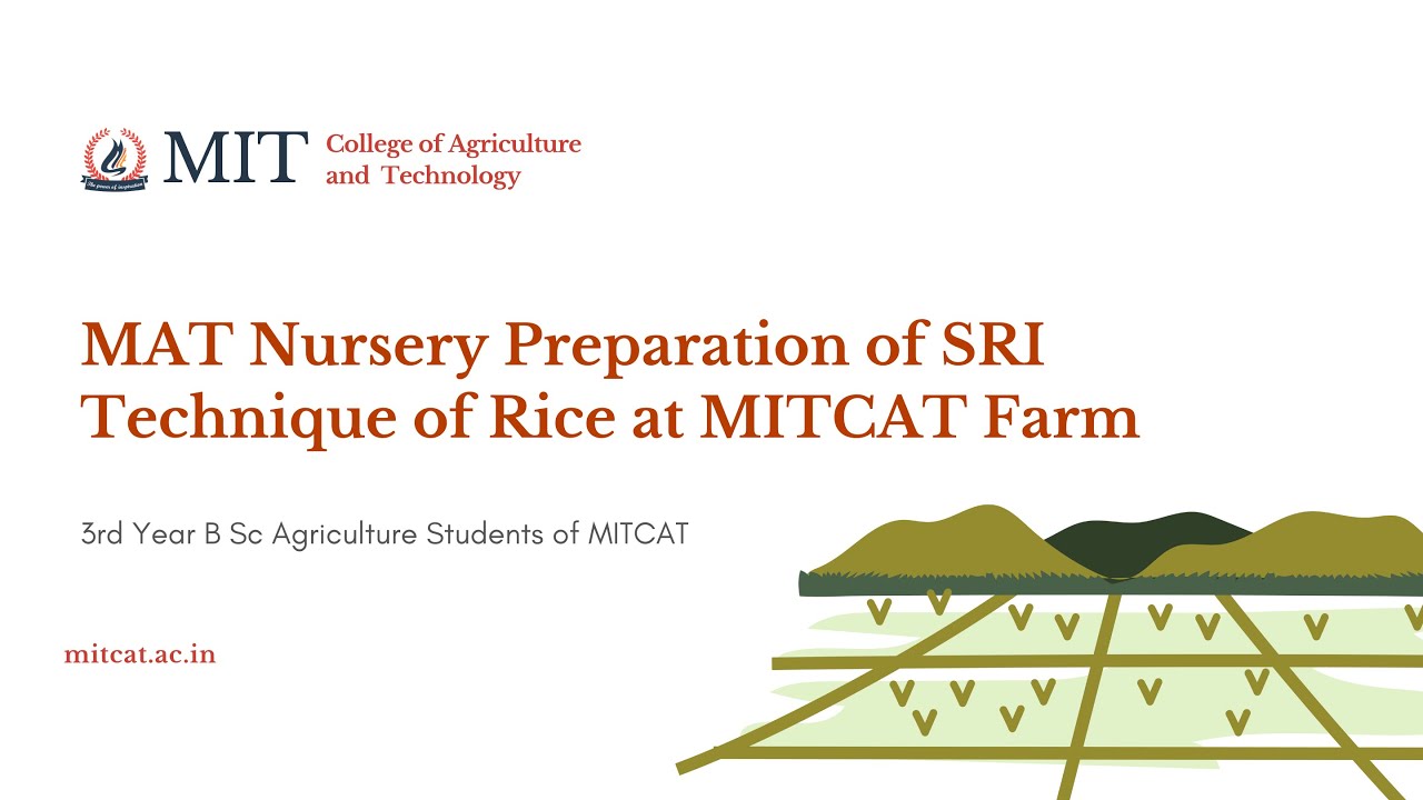 MAT Nursery Preparation of SRI Technique of Rice by #MITCAT students ...