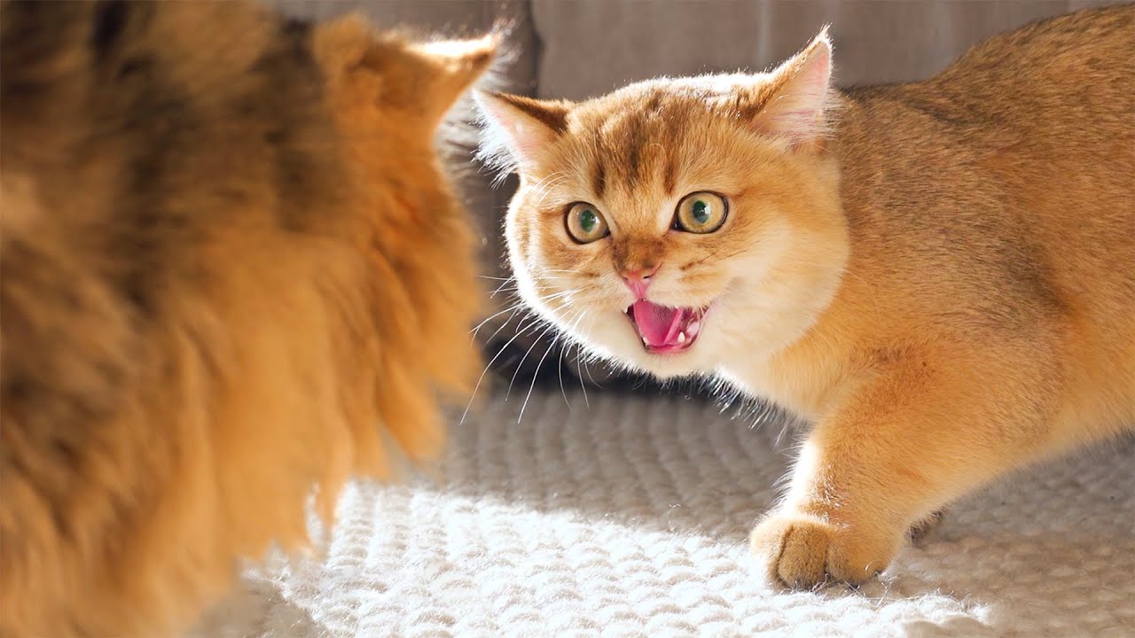 When Cats Meet For The First Time! | Compilation - YouTube