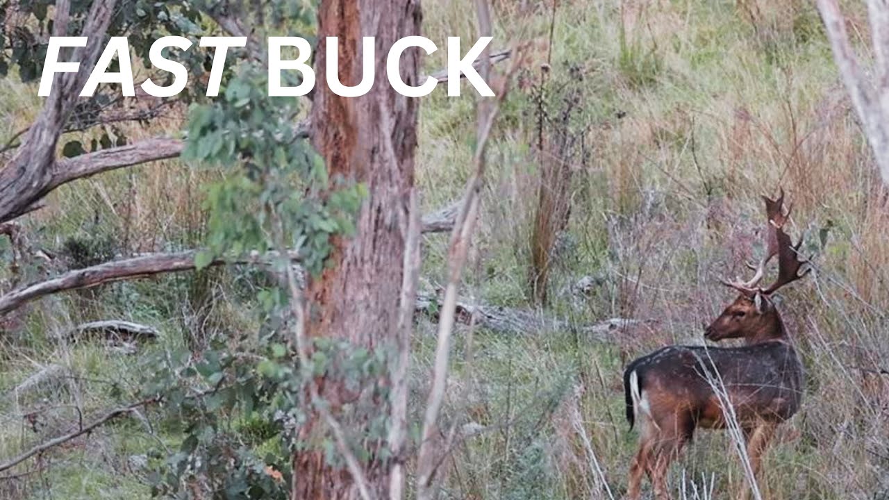 Speed Buck: Wild Australian Fallow Deer - YouTube