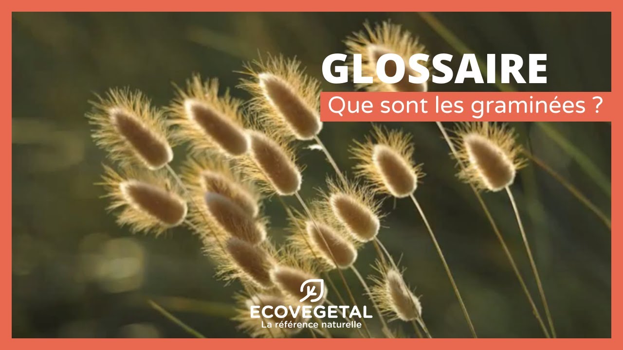 Glossaire - Que sont les graminées ? - YouTube