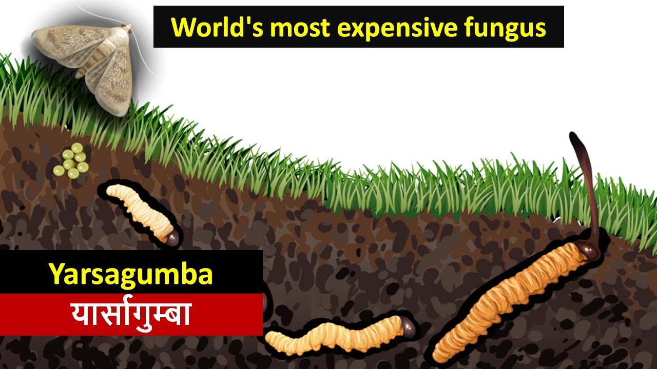 Yarsagumba यार्सागुम्बा Half insect and half fungus #yarsagumba #fungus ...