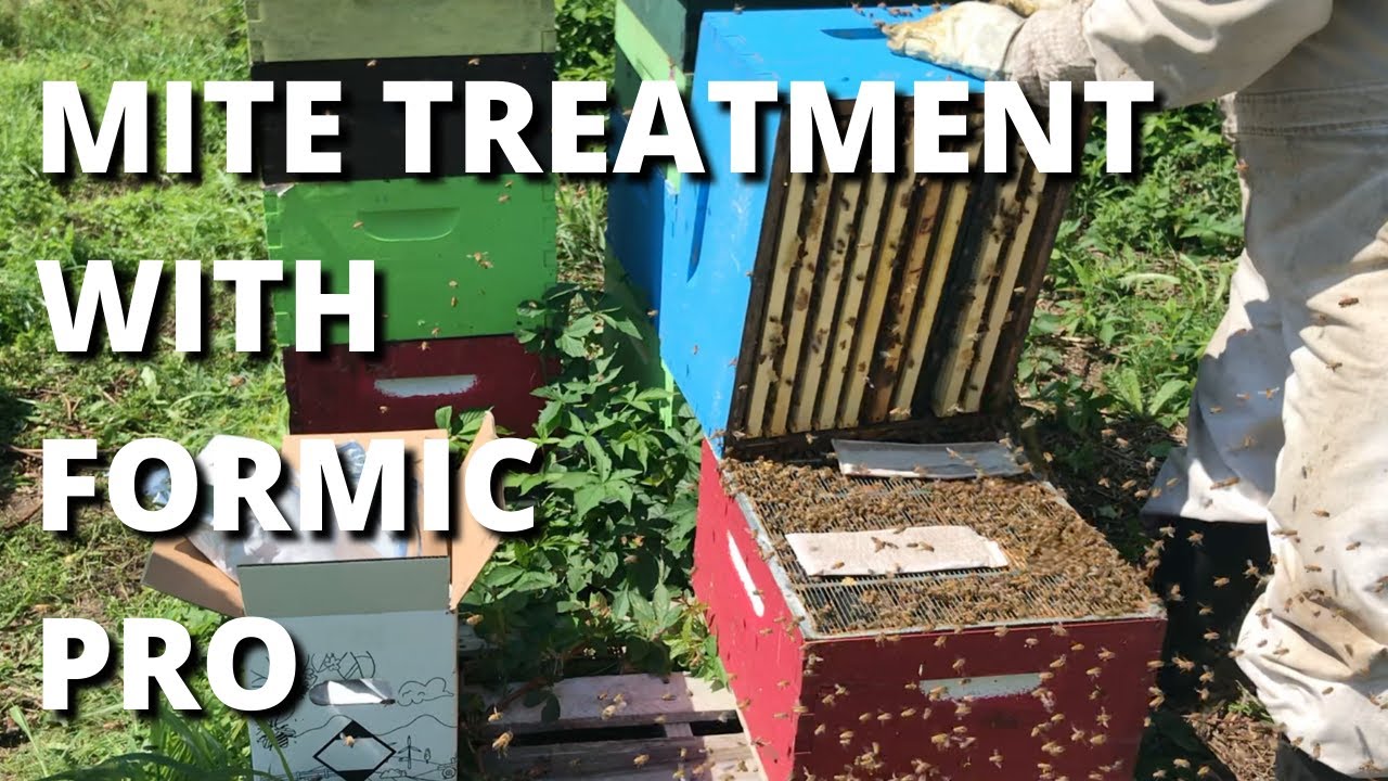 Mite treatment with Formic Pro - YouTube