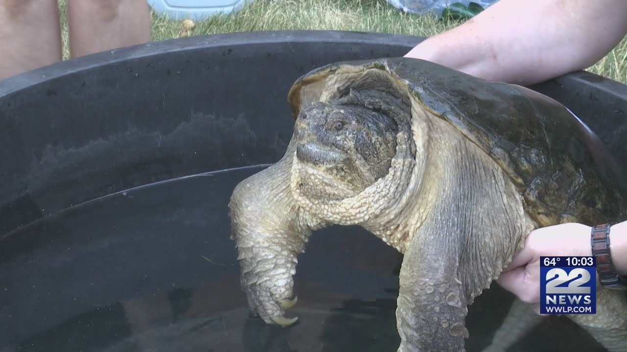 100-year-old snapping turtle returns home to Watershops Pond - YouTube