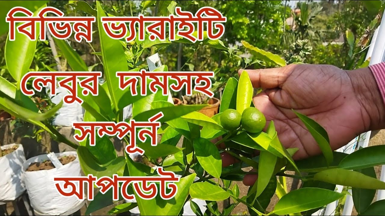 Citrus Fruits Collection | Fruit Plants Nursery Visit Is West Bengal | - YouTube