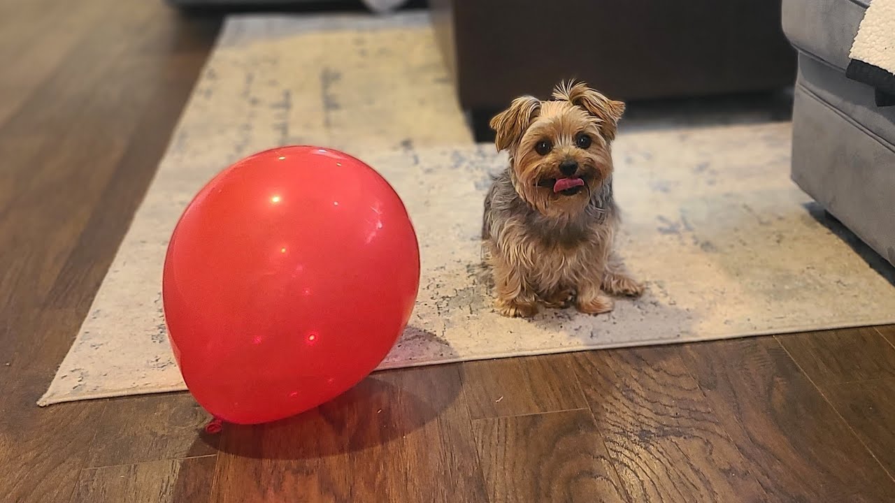 Rylie’s Adorable Playtime Fun with her Balloon!🐾#funnydogs#cutedog#balloon #yorkie #cutepets # ...
