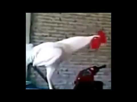 The Laughing Chicken Ha Ha Ha - YouTube