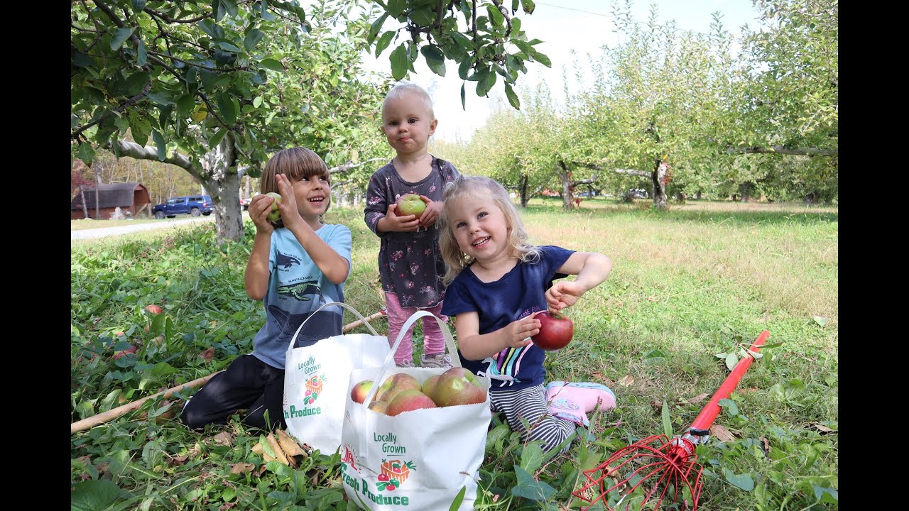 Micii bucatari la cules de mere - YouTube