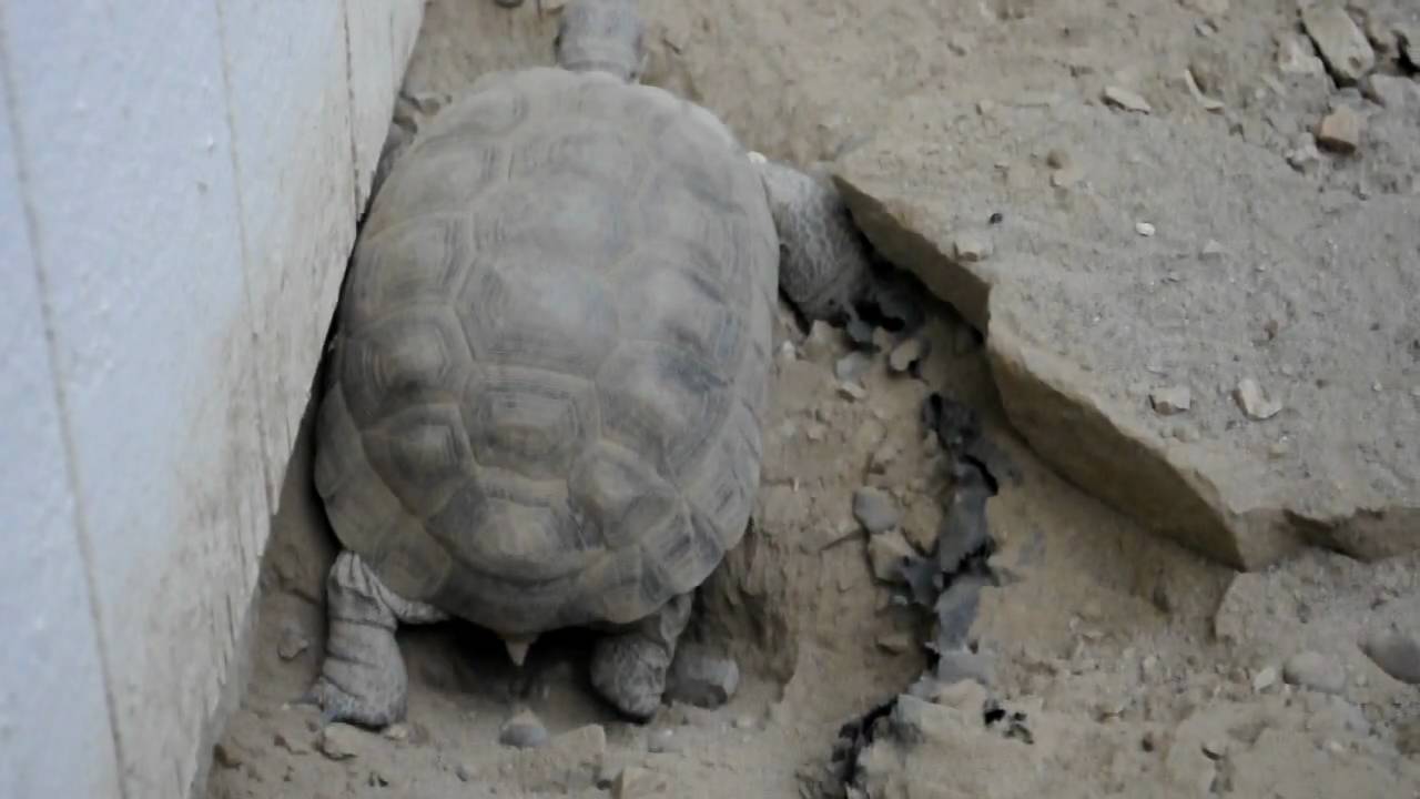 Tortoise Digging Nest - YouTube