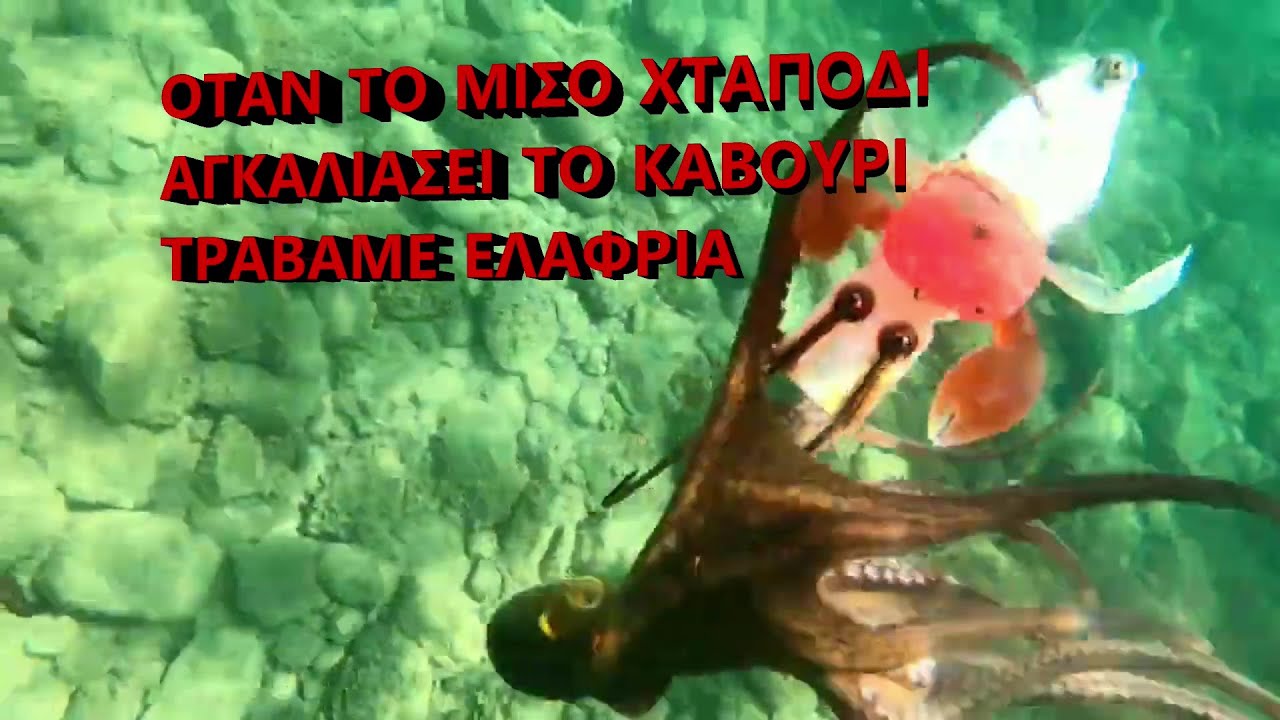 Πως να βγάλεις εύκολα χταπόδι Κολυμπώντας!!! Ψάρεμα. - YouTube