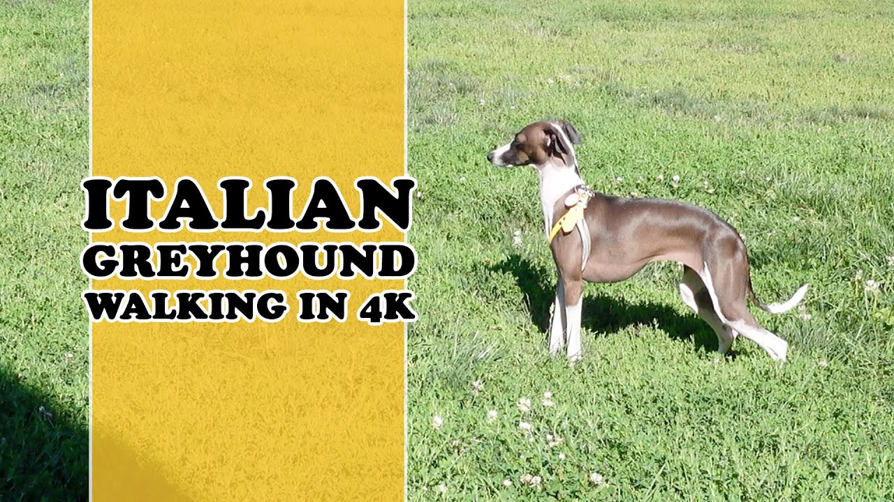 Italian Greyhound Walking - Iggy Adelaide in 4K - YouTube
