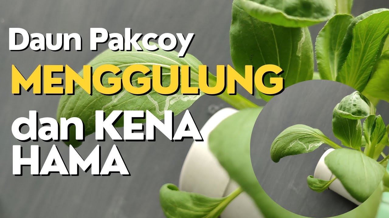 daun pakcoy hidroponik menggulung dan kena hama - YouTube