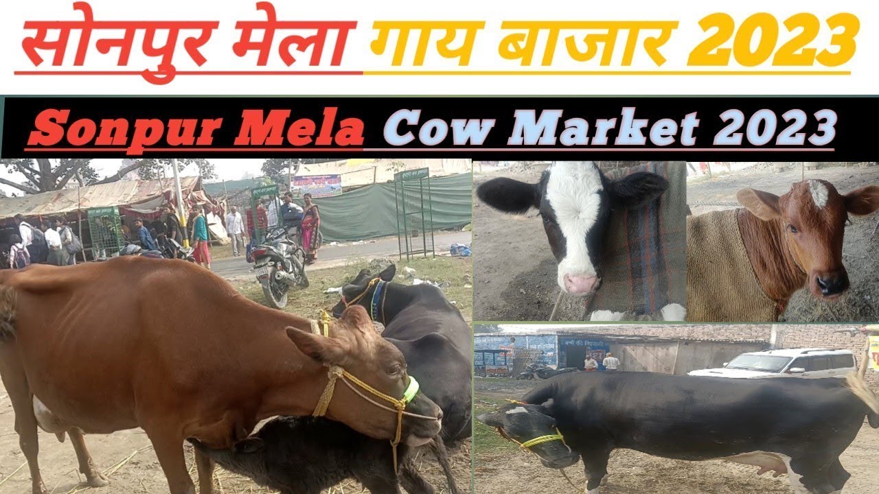 Sonpur mela cow market 2023| sonpur mela gay bazar 2023| cow market ...