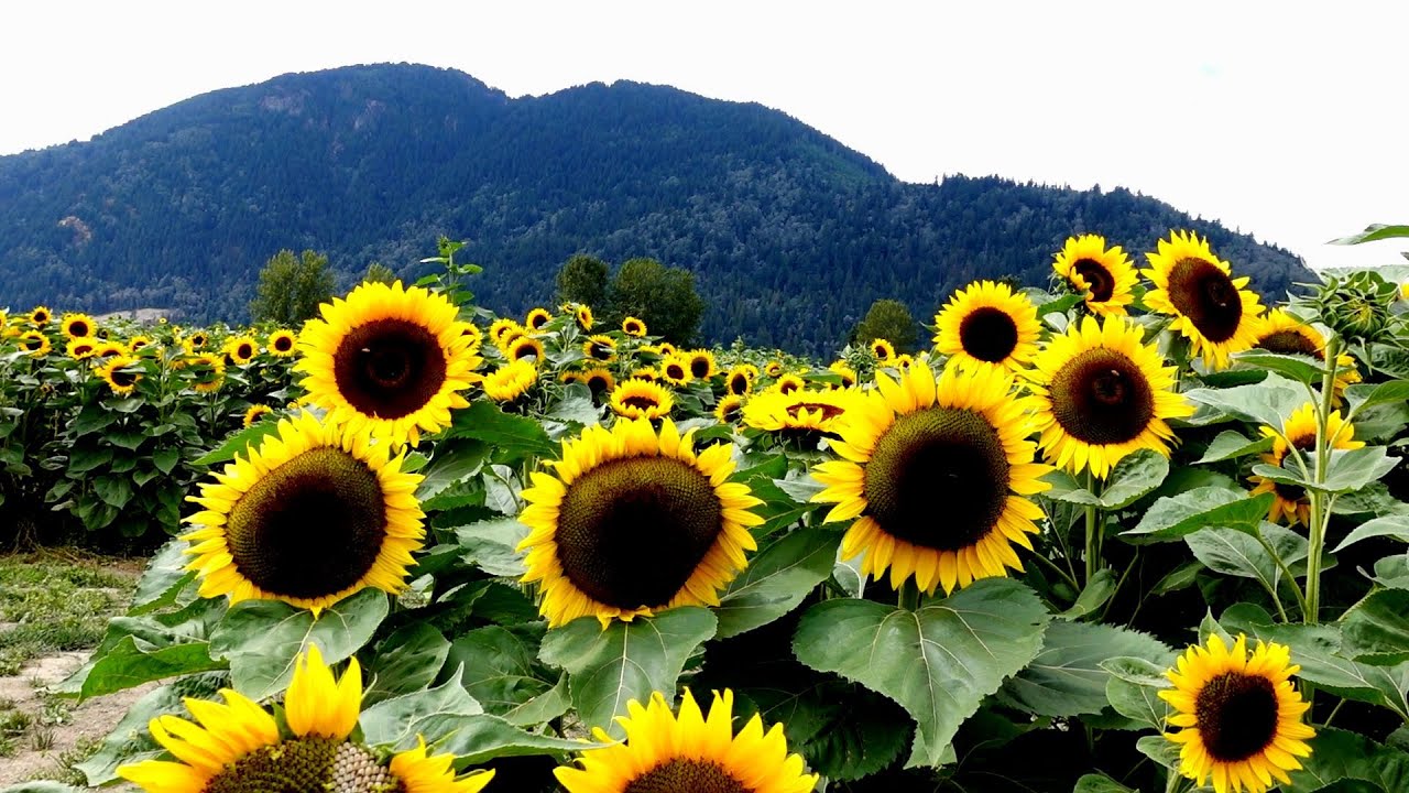 Sunflower Valley | Bird Ambience for Relaxation and Focus - YouTube