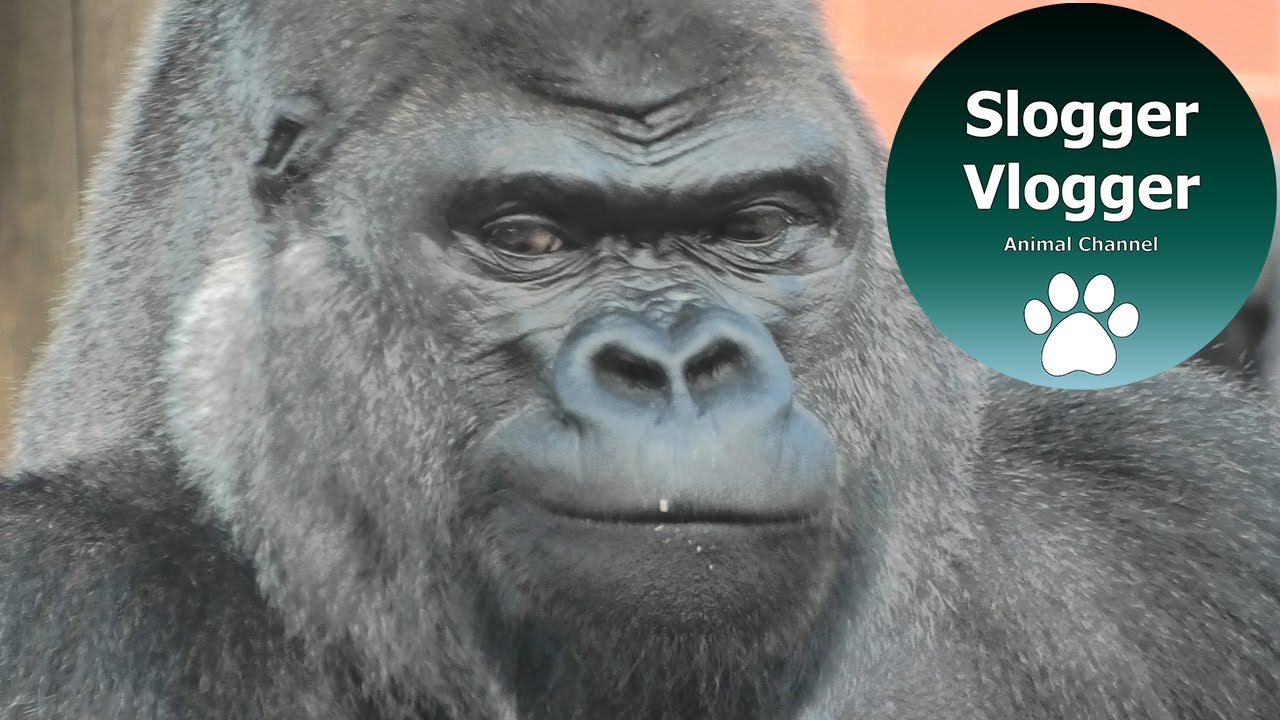 Leeks For The Gorilla - YouTube