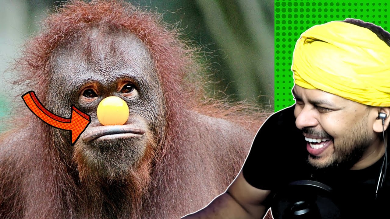 Best Memes Reaction Video- Funny Video Reaction - YouTube
