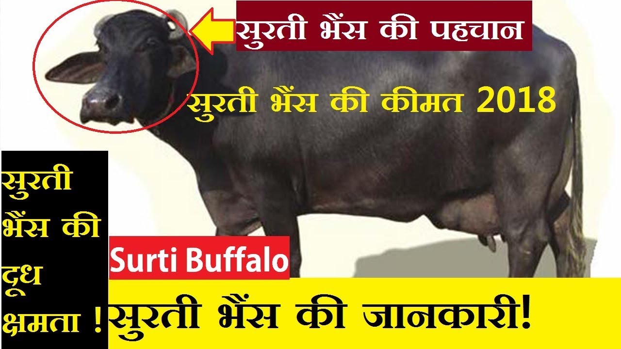 सुरती भैंस | Surti buffalo information - YouTube