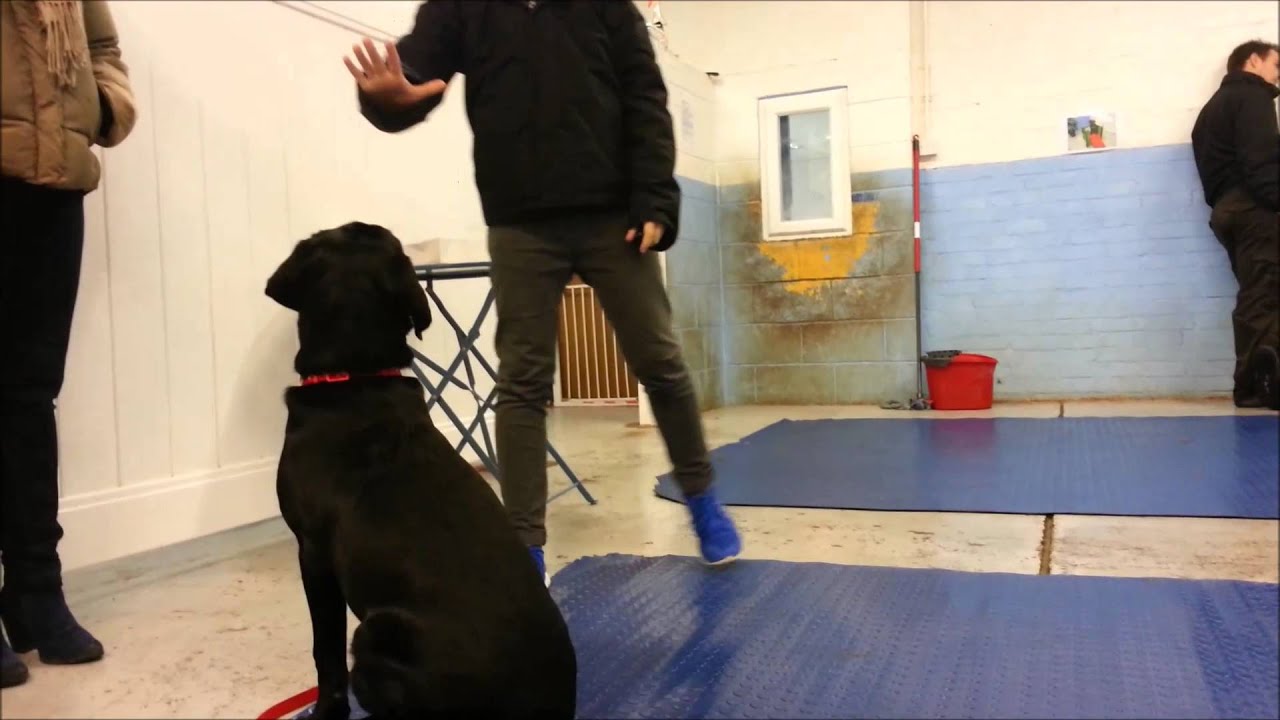 Woof Dog Training classes 2015 - YouTube