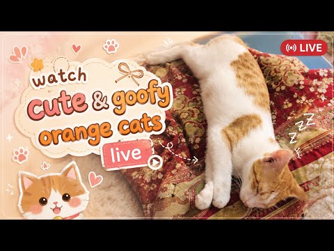 Chikki Cherry Kaju is live Watch cats Live cute & funny orange cats Live Soft relaxing piano music