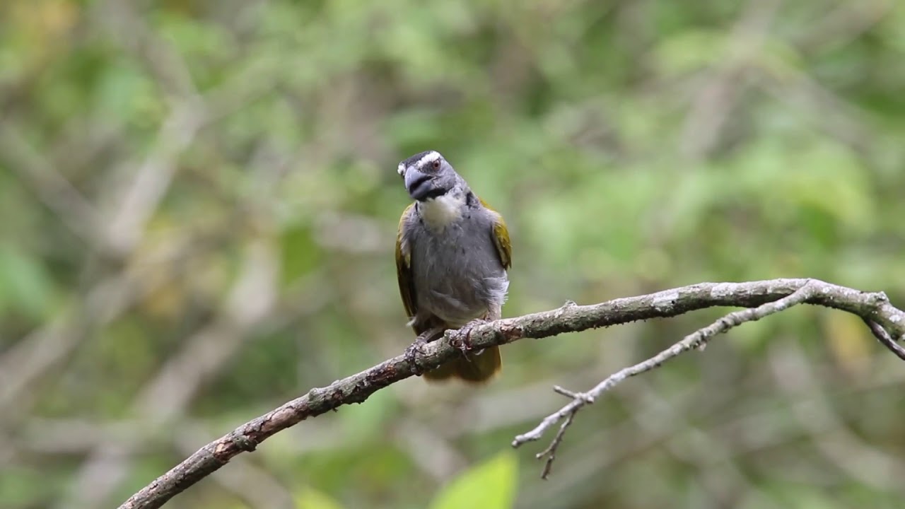 Black-headed Saltator (Saltator atriceps) - YouTube