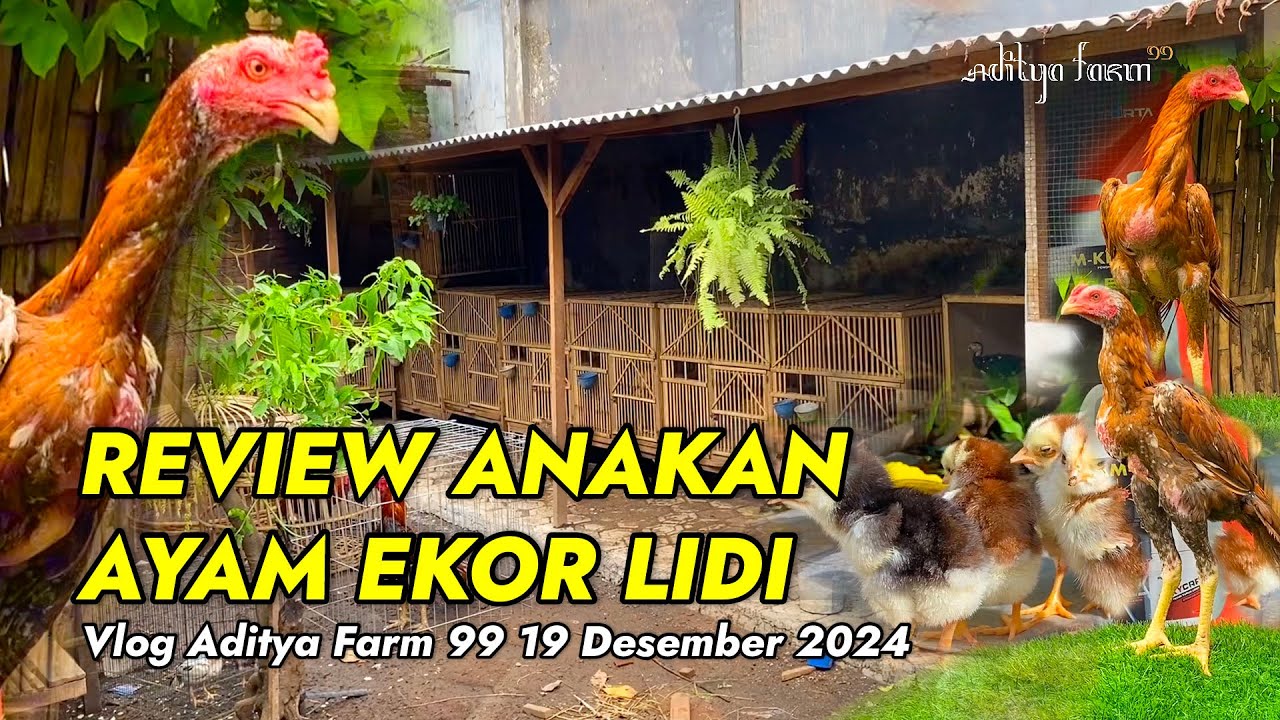 SPILL & REVIEW ISI KANDANG AYAM ADITYA FARM 99 - YouTube