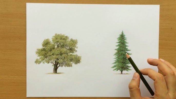 Pencil Drawing Of Pine Trees