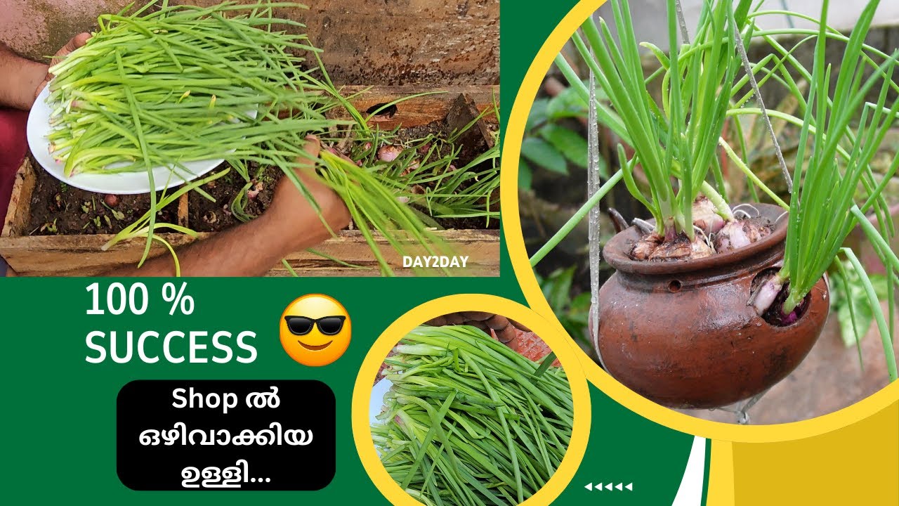 ONION farming at home || WASTE ONION || EASY METHOED || FREE ONION ...