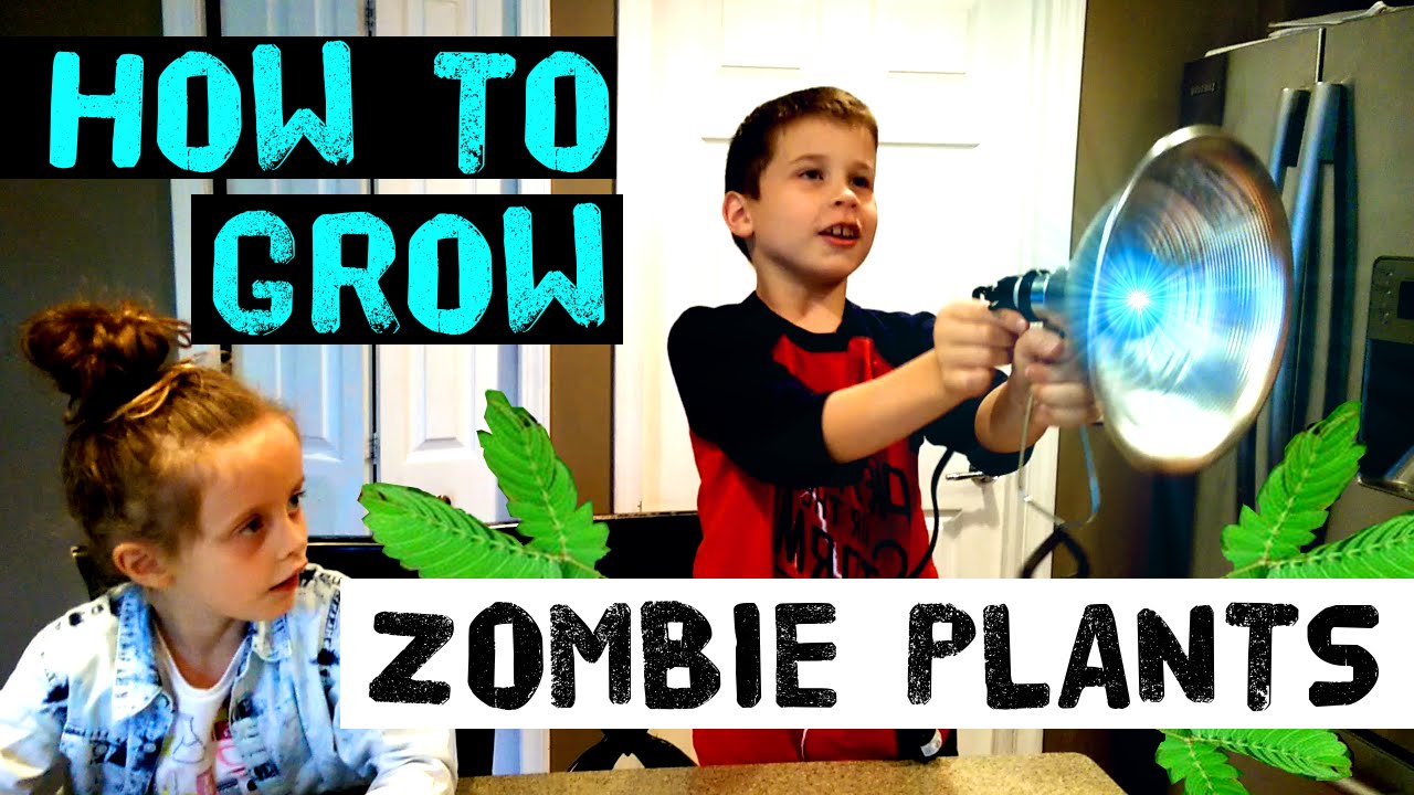 How to GROW ZOMBIE PLANTS | EXPERIMENT | Mimosa Pudica Seeds - YouTube