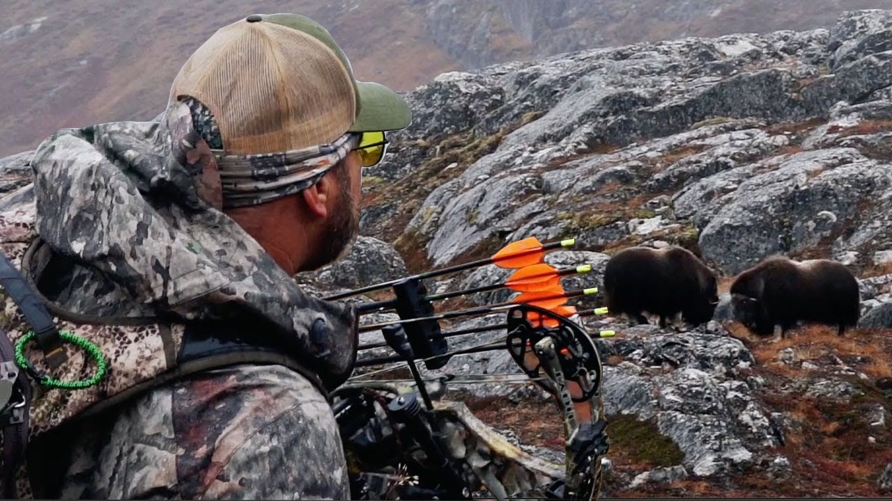 Bowhunting Musk Ox in Greenland - 7 year dream hunt | Pure Hunting S9 ...